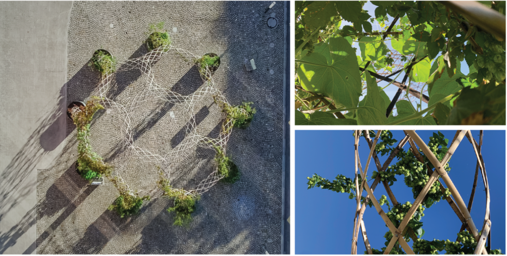 Green Canopies ‒ BAMX ‐ EPFL